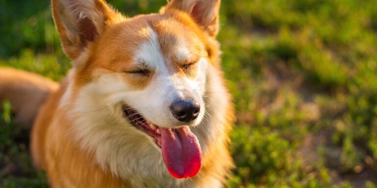 Âge chien en humain : comment calculer avec précision l’âge de votre ...